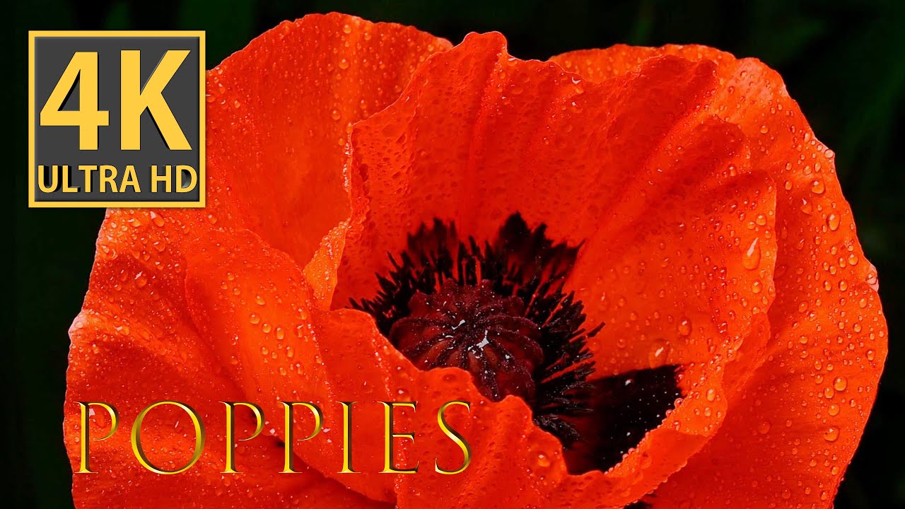 Captivating Poppies in Stunning 4K video | Macro Photography at its ...