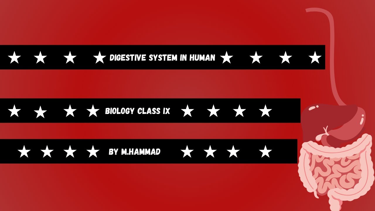 DIGESTIVE SYSTEM OF HUMAN|| BIOLOGY|| CLASS IX|| SINDH BOARD - YouTube