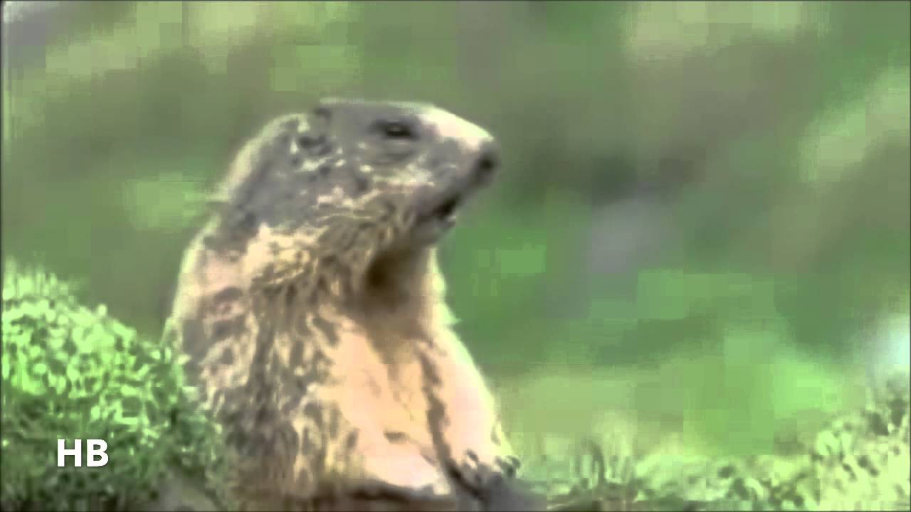 ALAN STEVE (FUNNY REMIX) - YouTube