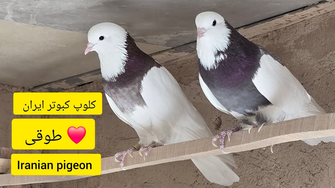 ️مهر ماه ۱۴۰۳ کبوترای زیبای طوقی آقای حاج منوچهر اکبری از پیربکران ...