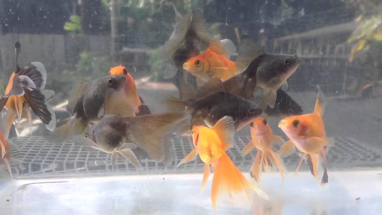 Metallic veiltail goldfish w mock/Bluebelly scale type - YouTube