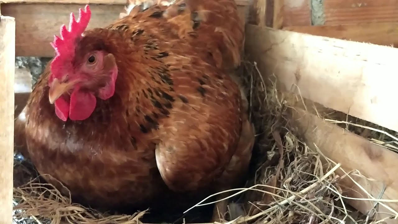 Galinha RHODIA BOTANDO OVO 🥚| Mundo das Criações Caipiras - YouTube