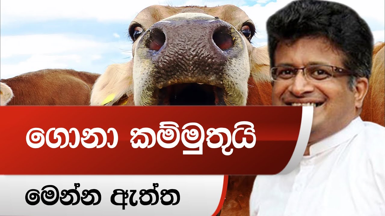 මෙන්න ඇත්ත -ගොනා කම්මුතුයි - Udaya Gammanpila #anurakumara - YouTube
