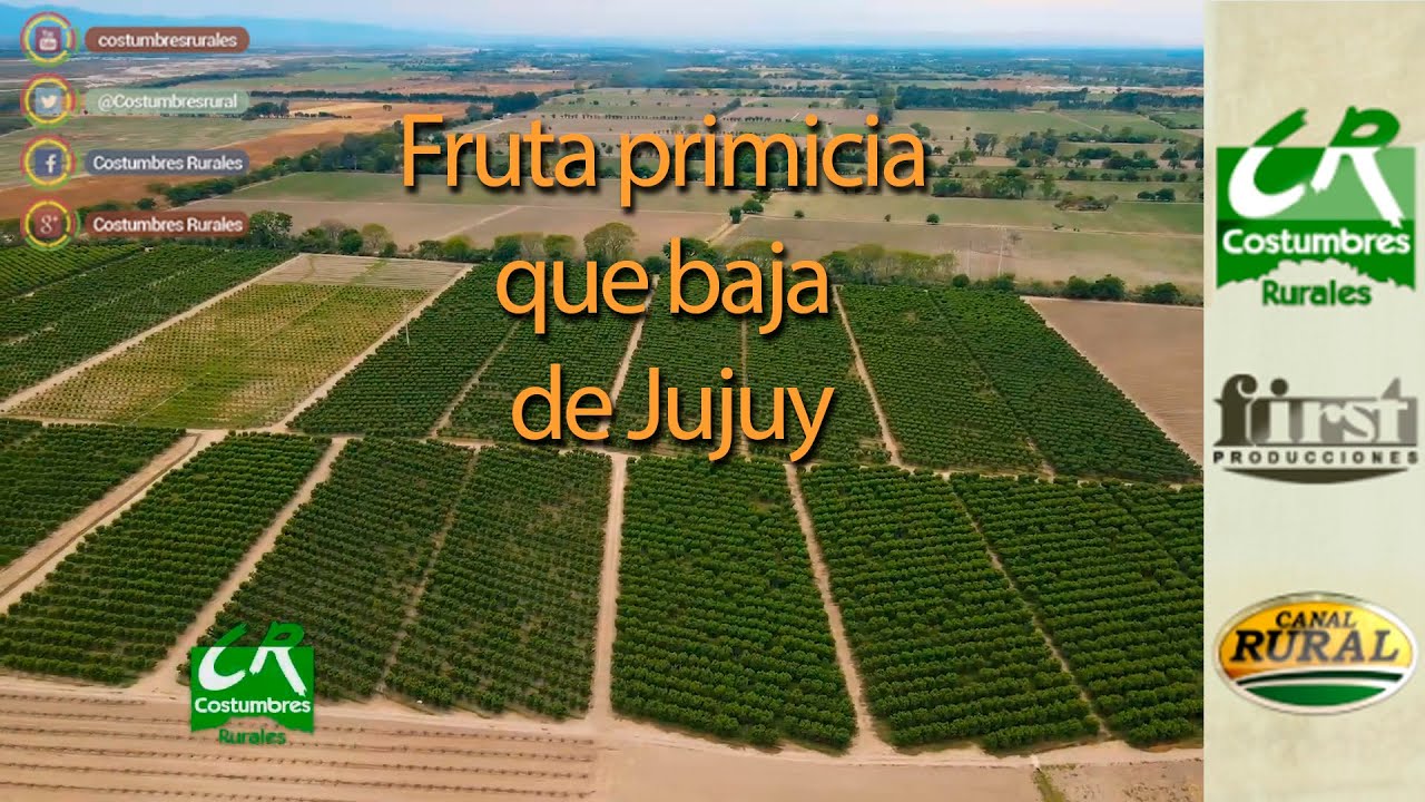 Fruta primicia que baja de Jujuy - CR#856 - YouTube