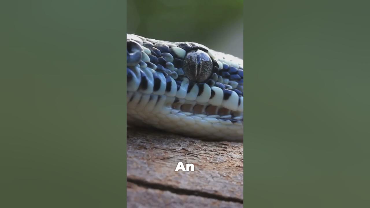 This Python Eats Cows Whole… and It's Real 🐍😱 - YouTube