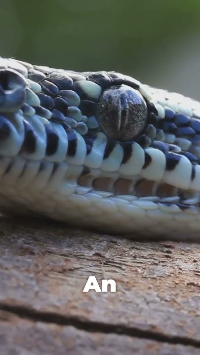 This Python Eats Cows Whole… and It's Real 🐍😱 - YouTube
