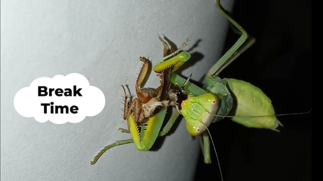 Giant Asian Mantis(hierodula patellifera) eating a cockroach. Time ...