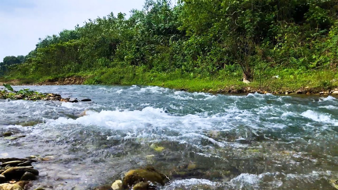 Beautiful Birdsong That Pleases the Soul, Peaceful Forest Stream, ASMR ...
