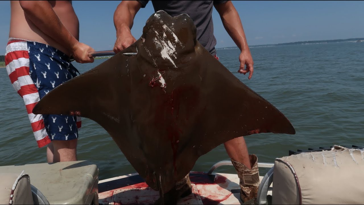 STINGRAY HUNTING | SAVING THE BAY!! - YouTube
