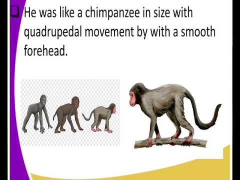 History form 1 early man ,Dryopithecus, lesson 7 - YouTube