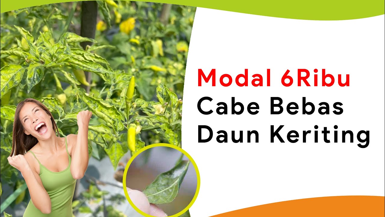 Ilmu Mahal! Tapi Cukup Modal 6 Ribu Bisa Atasi Daun Keriting Cabe - YouTube