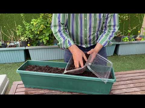 Lavanta tohumu çimlendirme