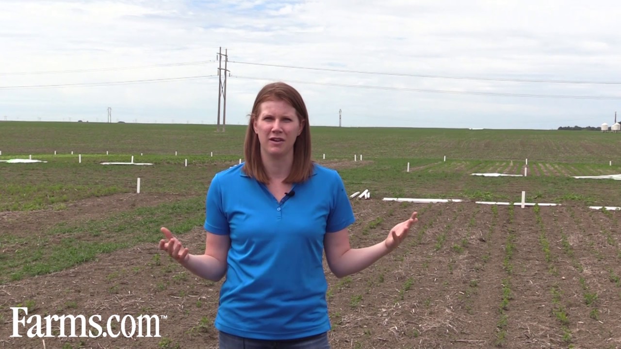 Volunteer Canola needs to be managed in Soybeans. - YouTube