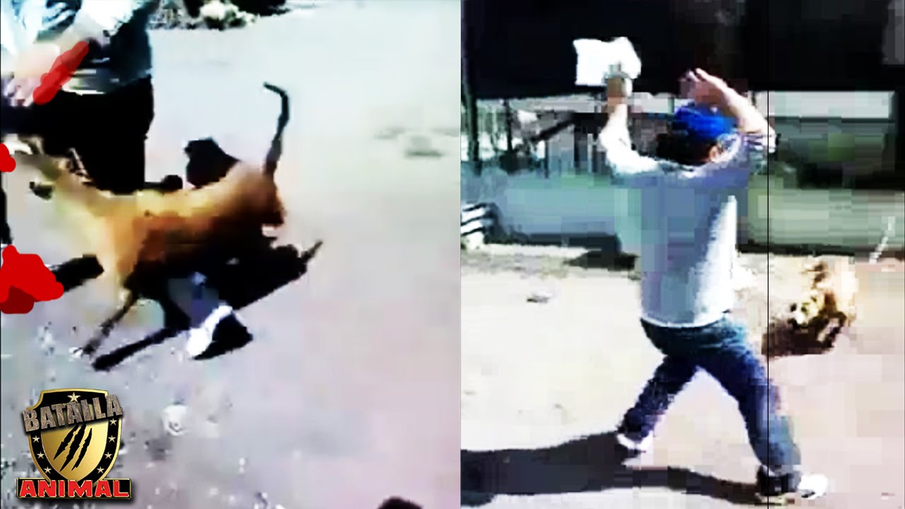 Deje al Pitbull quieto o sino ! | man vs pitbull | Batalla Animal 2016 ...