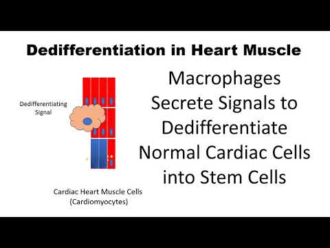 What is Dedifferentiation? Can Normal Cells Turn into Stem Cells? - YouTube