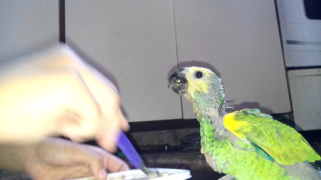 Loro bebe comiendo - YouTube