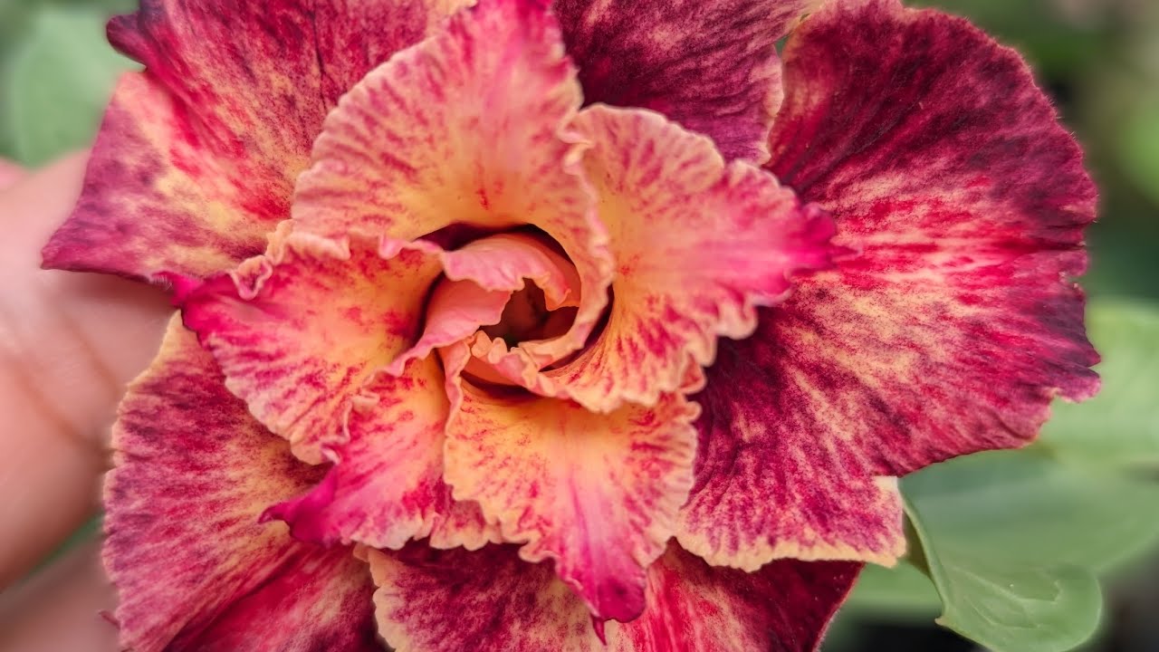 Vamos ver flores? tem ids novas com flor aberta 😍 Monique, Magnifcat e ...