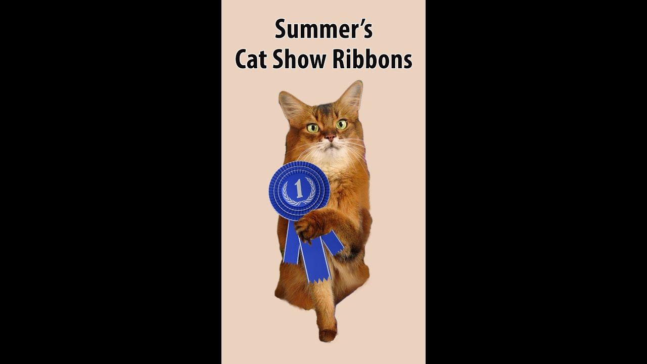 Summer Was a Show Cat, and Cat Show Competition Winner - Here Are Her ...