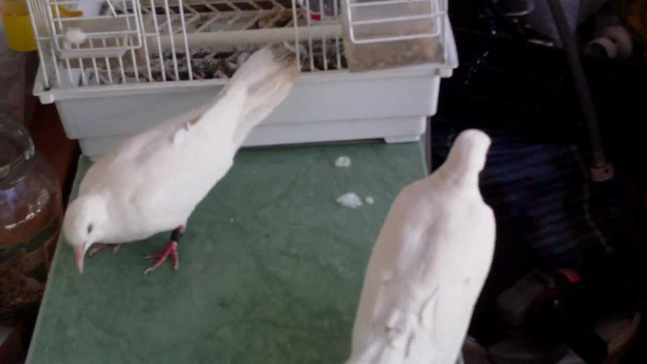 TURTURELE RAZATOARE_CUCURUZI - YouTube