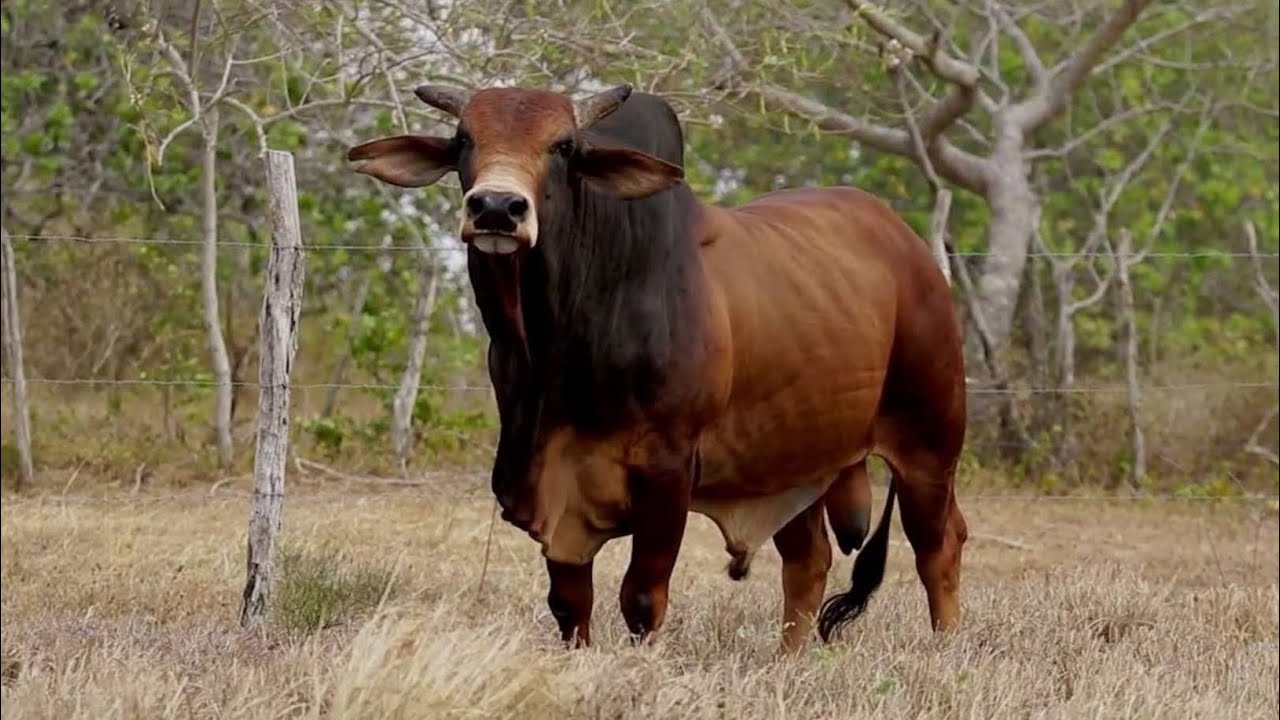 🌎 cows video.. natural creature video - YouTube