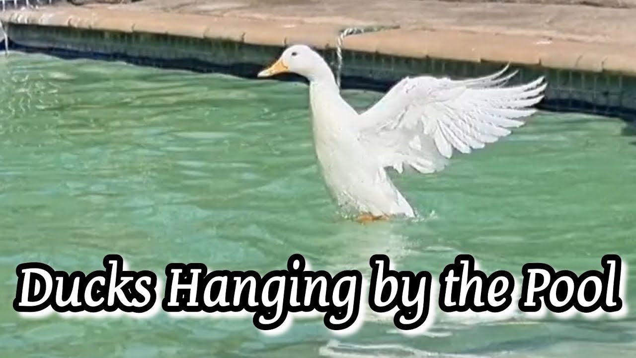 A day in the life of 4 little white quacker ducks #inshot2025 - YouTube