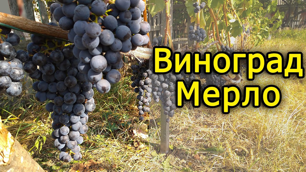 Сорт винограду Мерло на Житомирщині. Виноград 2020 - YouTube