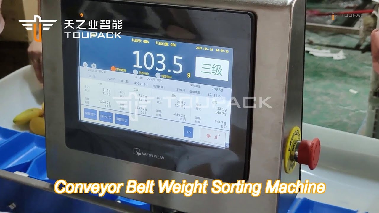 Stainless Steel 304 Automatic Size Sorting Machine For Mango Fruit Vegetables Grading - YouTube
