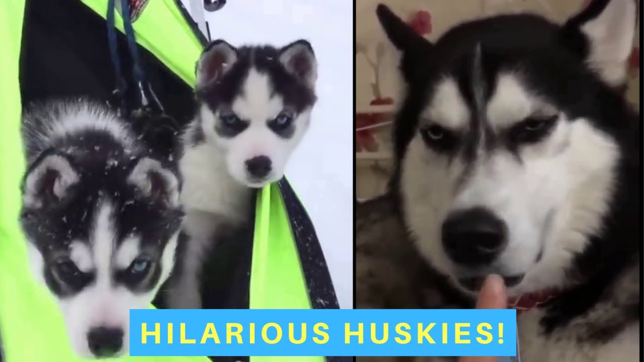 Cute and Funny Husky Dogs - YouTube