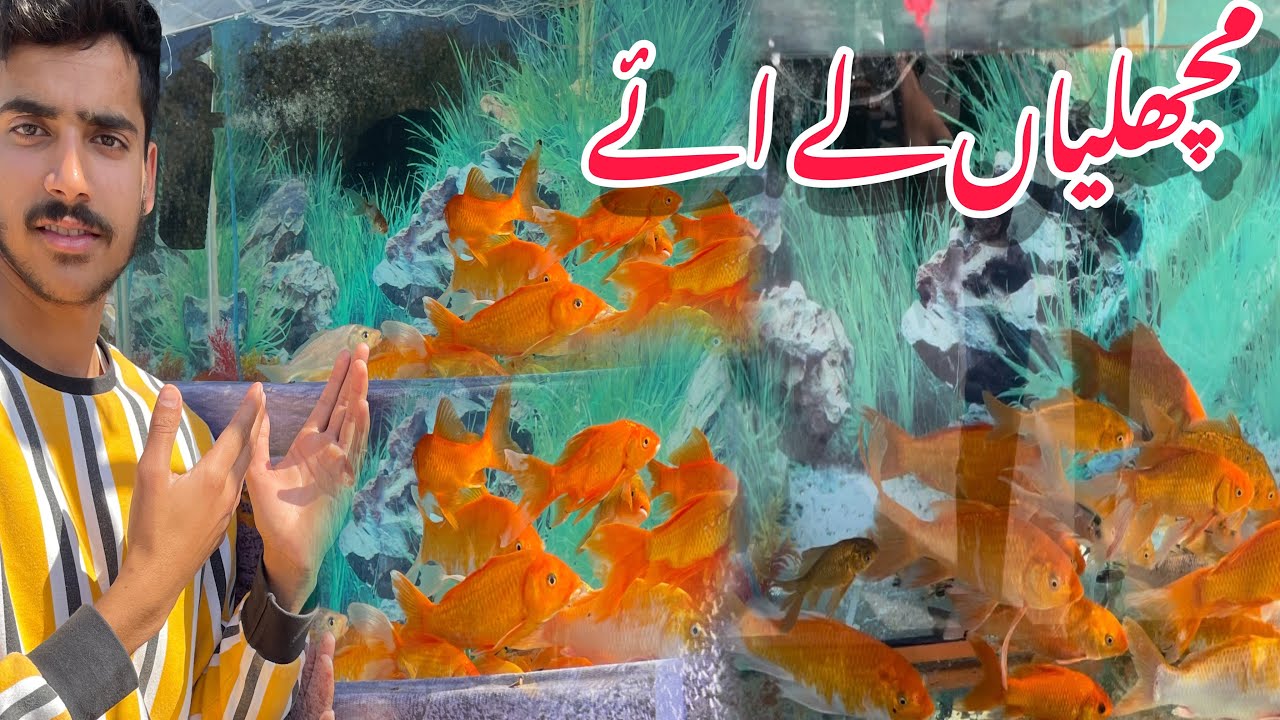 Aj new fish 🐟 li 🥰 | Fish 🐠 Video | Mini zoo | Fishing 🎣| 2024 #fish # ...