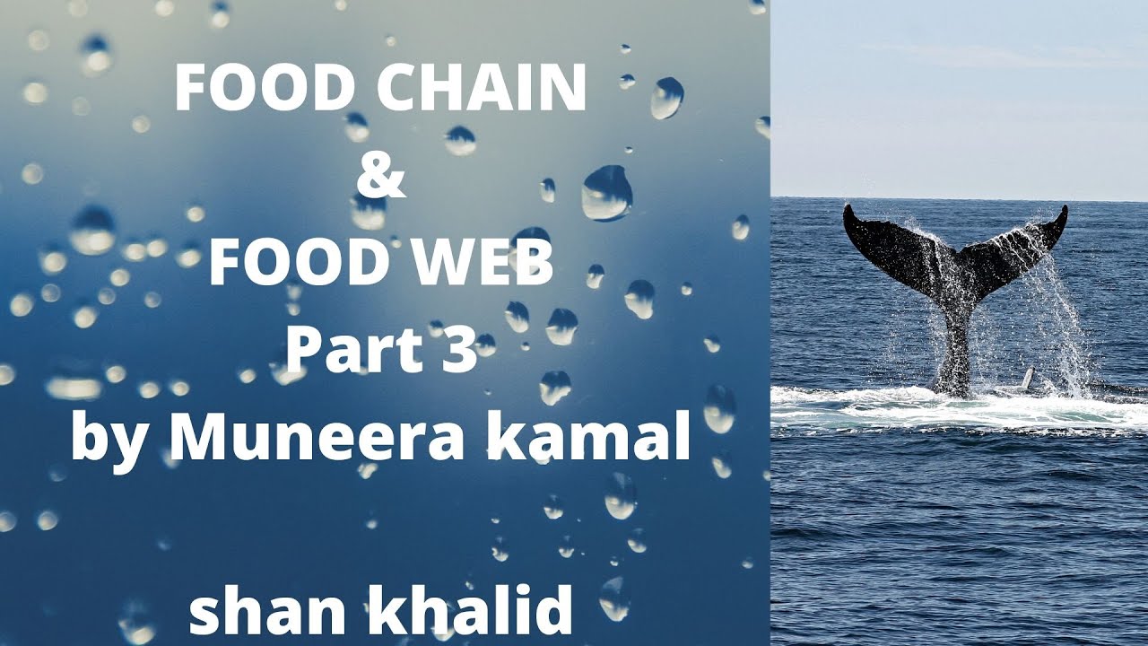 Food chain and food web/ science / explaination part 3 Shan khalid ...
