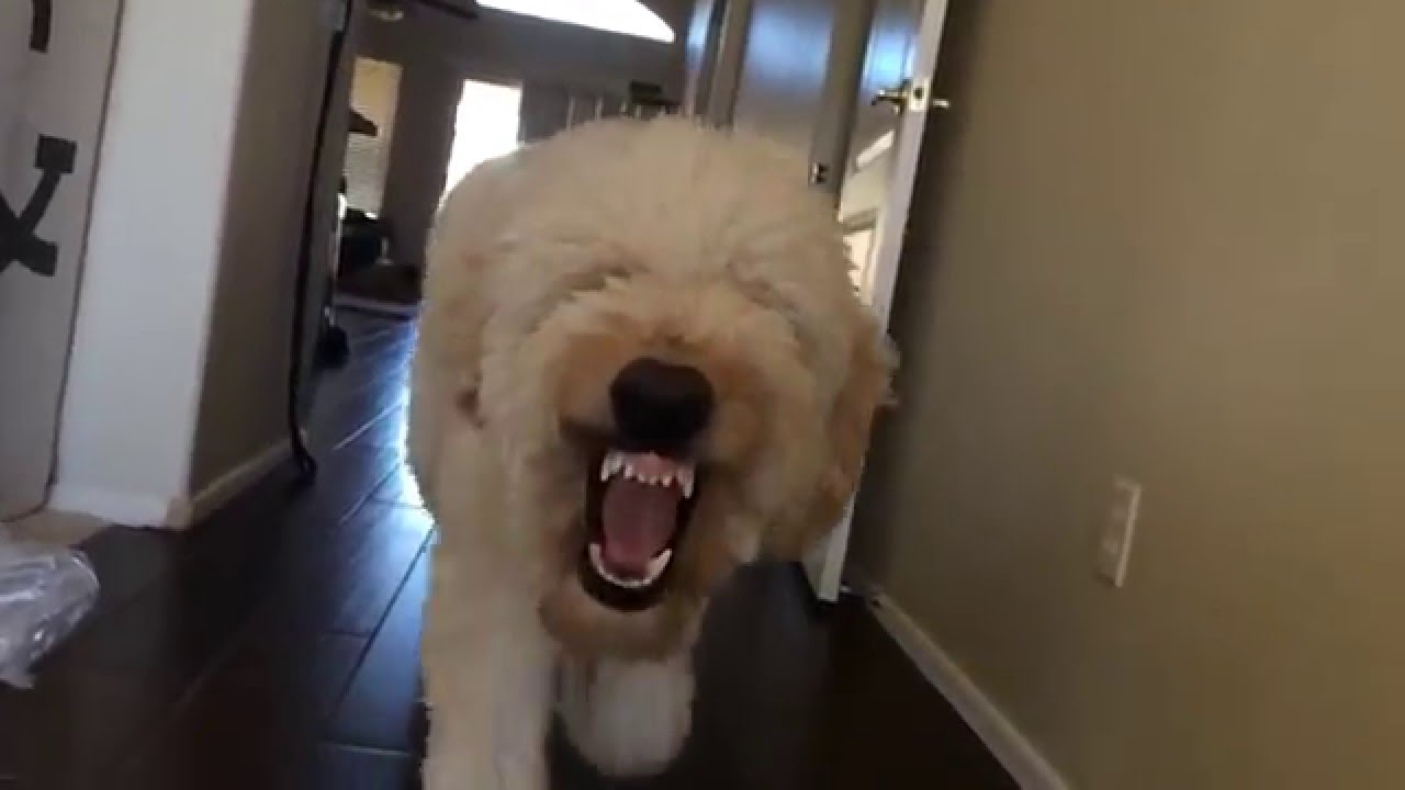 Goldendoodle Caught Smiling - YouTube