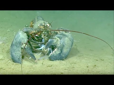 Lobster eating a squid, August 31, 2019 - YouTube