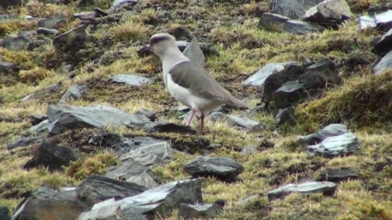 Birds of Peru: Andean Lapwing (Vanellus resplendens) - YouTube