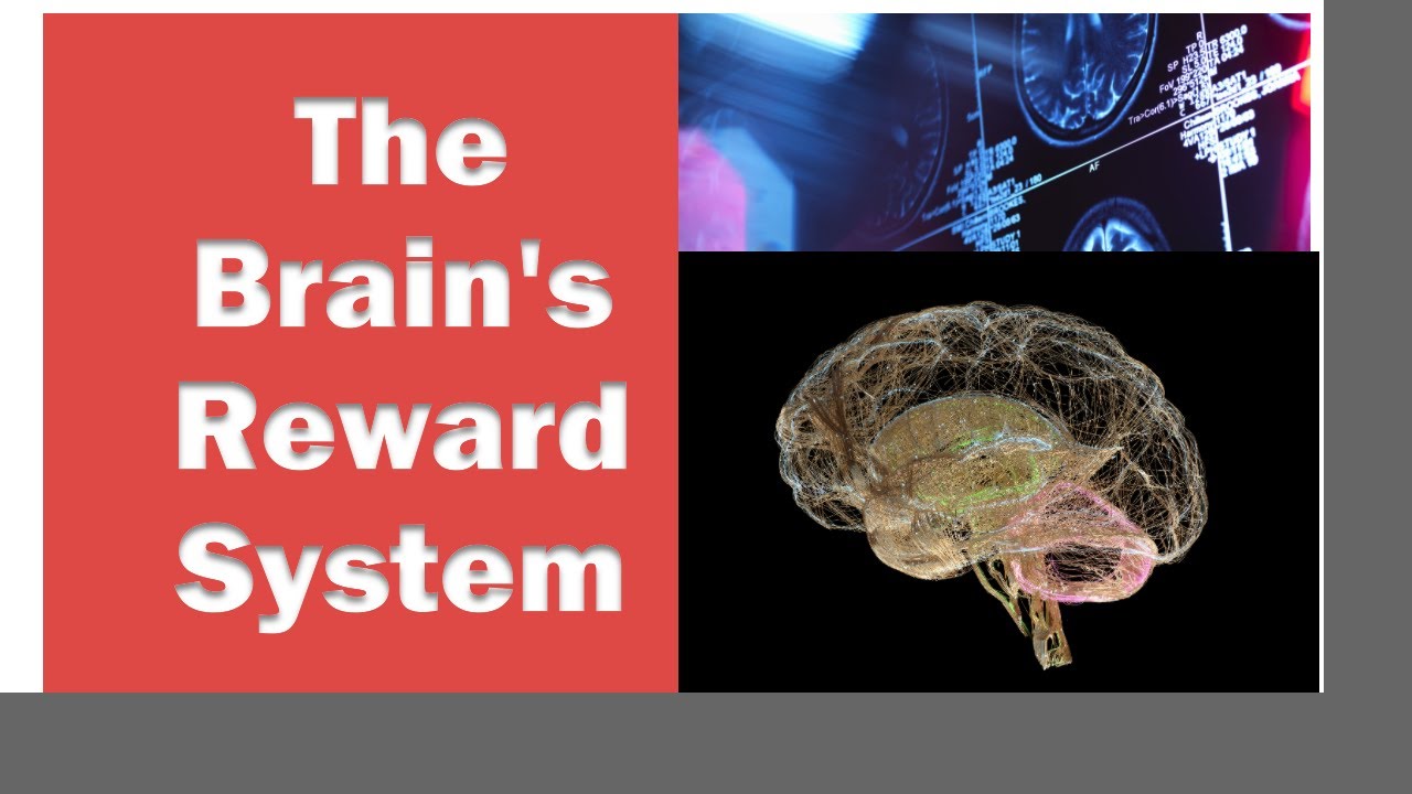 The Neuroscience of Motivation Unlocking Your Brain's Power - YouTube