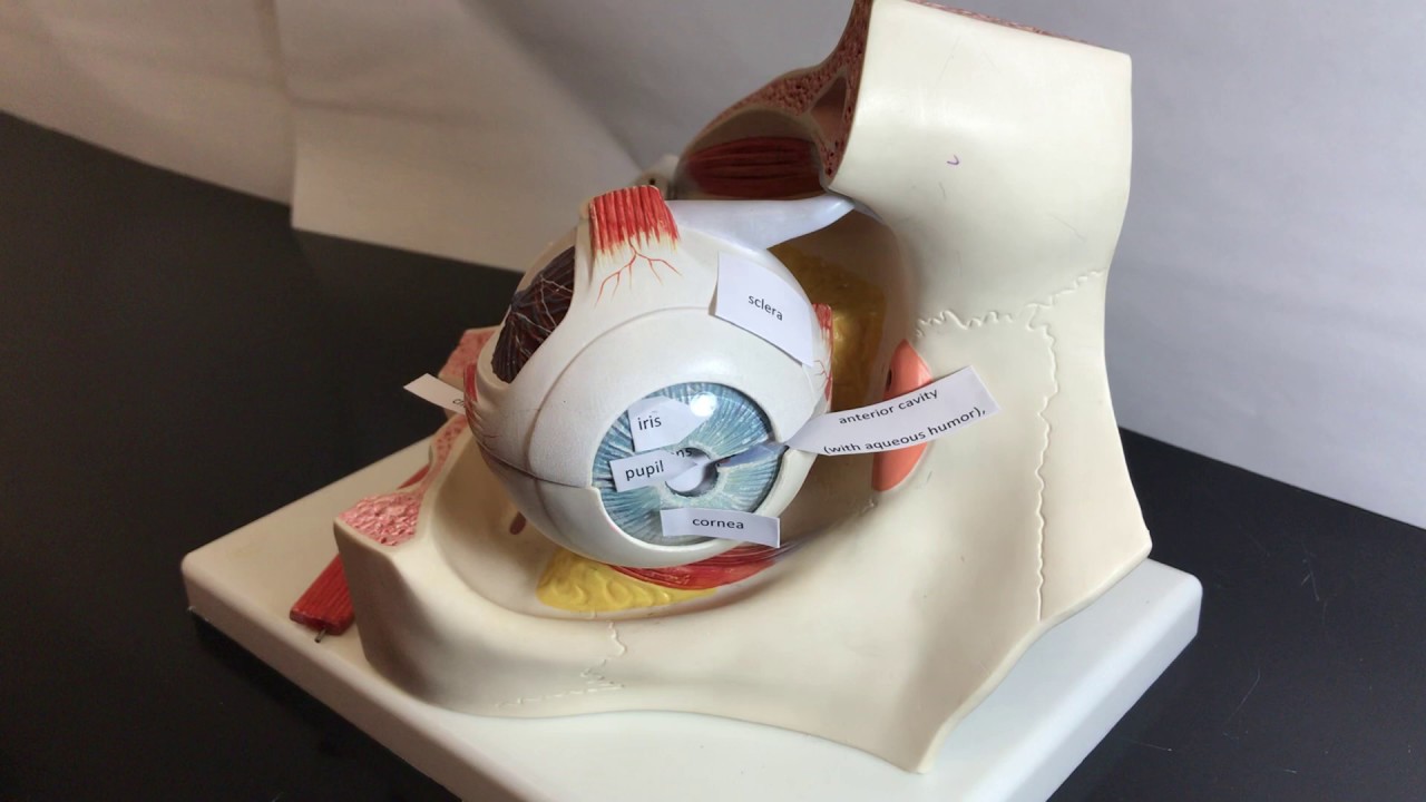 CCC Online Biology Lab - Detailed Eye Model Tour - YouTube