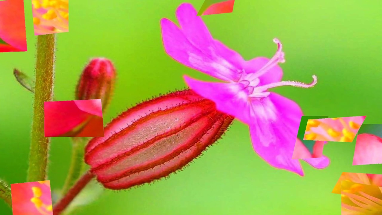 Beautiful Safflower (HD1080p) - YouTube