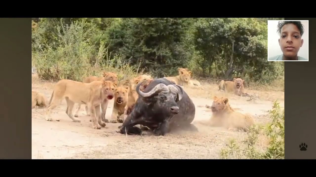 lion eating for buffalo 🐃 long viral video - YouTube