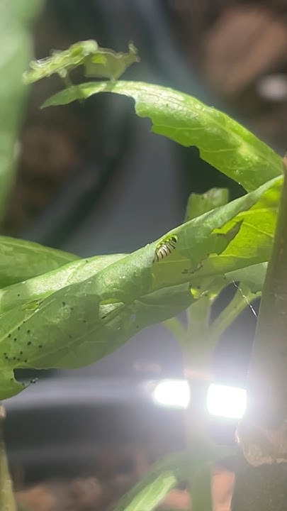 Tiny Monarch Caterpillars on the Move 🐛 - YouTube