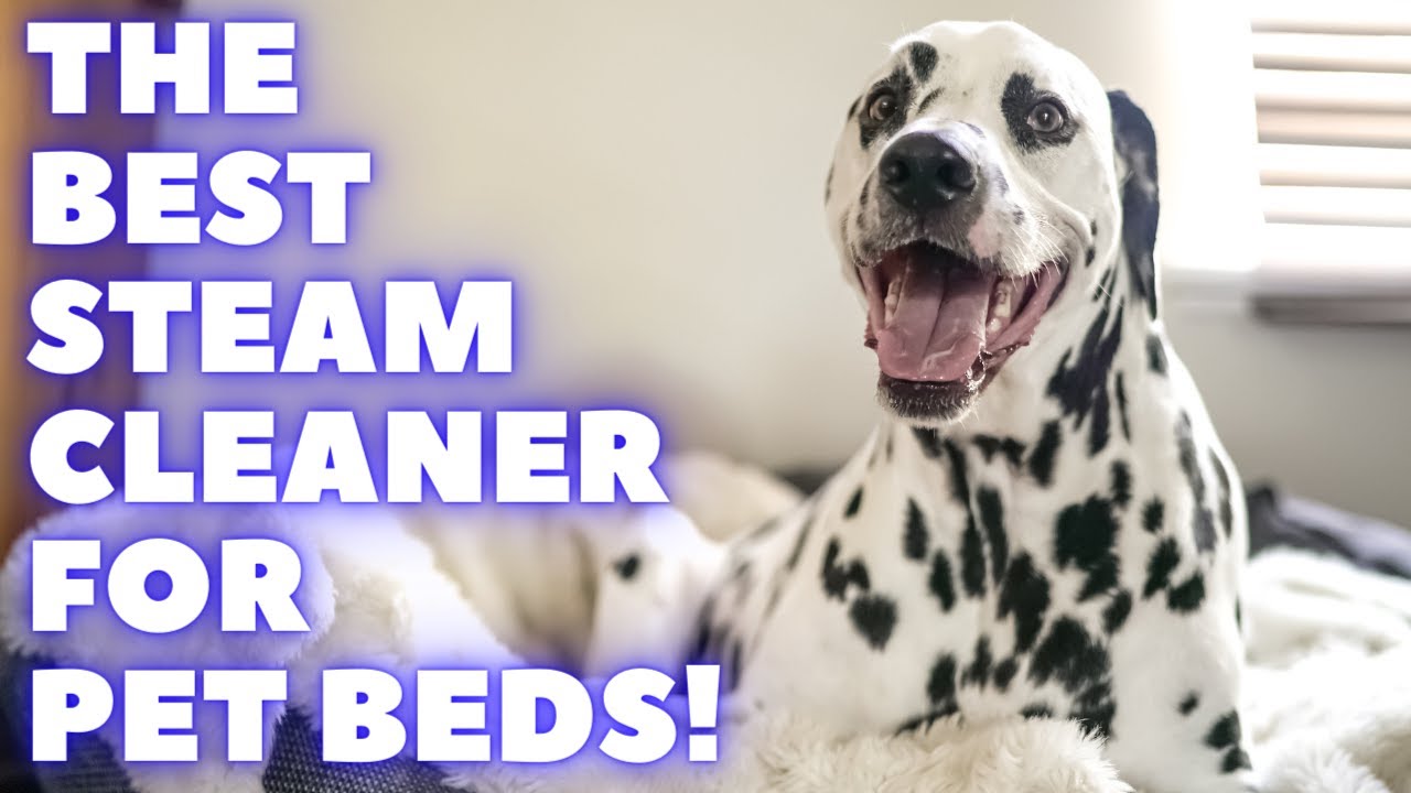 THE BEST STEAM CLEANER FOR PET BEDS! FREE DEMO INCLUDED! - YouTube