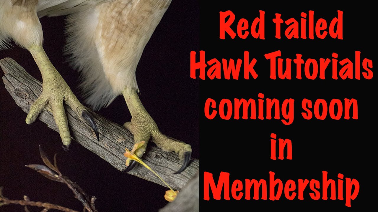 Red Tailed Hawk Feet