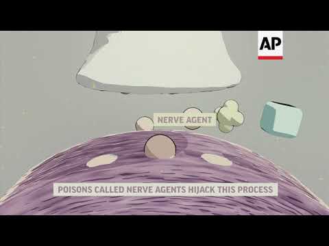 How nerve agents break down the body ++Animation with Text++ - YouTube