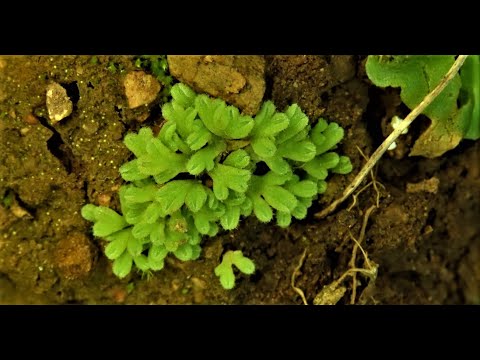 Riccia ciliata Wimpern sternlebermoos Hårig Rosett Greece Theo - YouTube