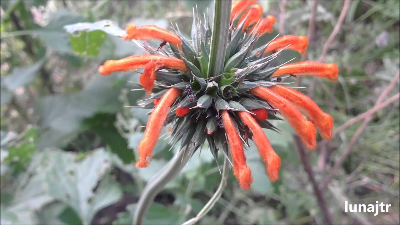 Cola de León | Leonotis leonurus - YouTube