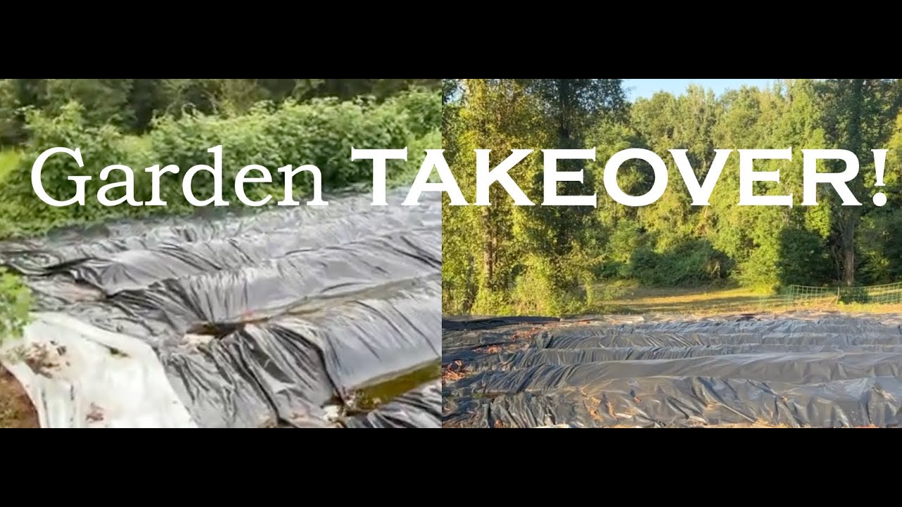 “Reclaiming Our Garden from a Weed Takeover | Preparing for Fall ...