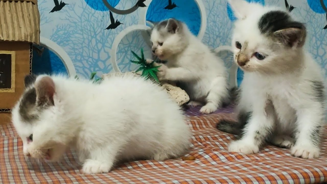 kucing menggemaskan lucu - funny kitten cat - moment cat funny - part ...