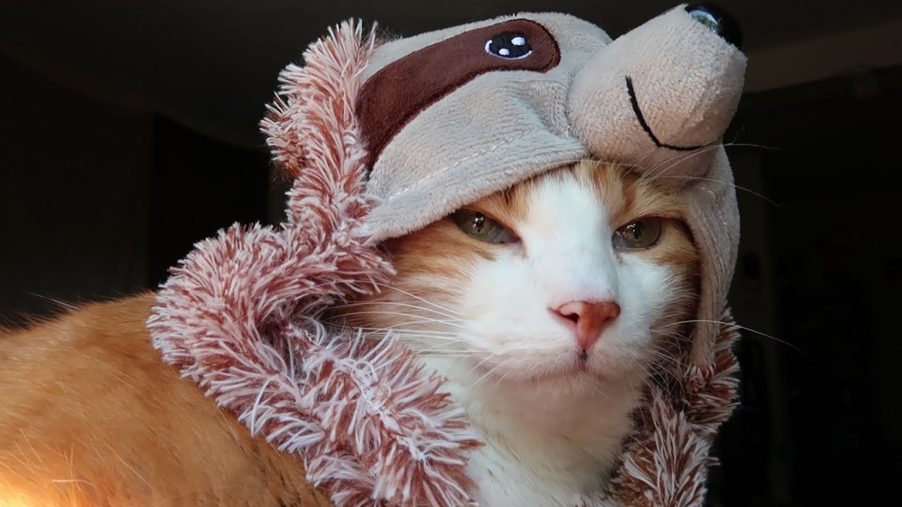 Cat Dresses Up As A Sloth - YouTube