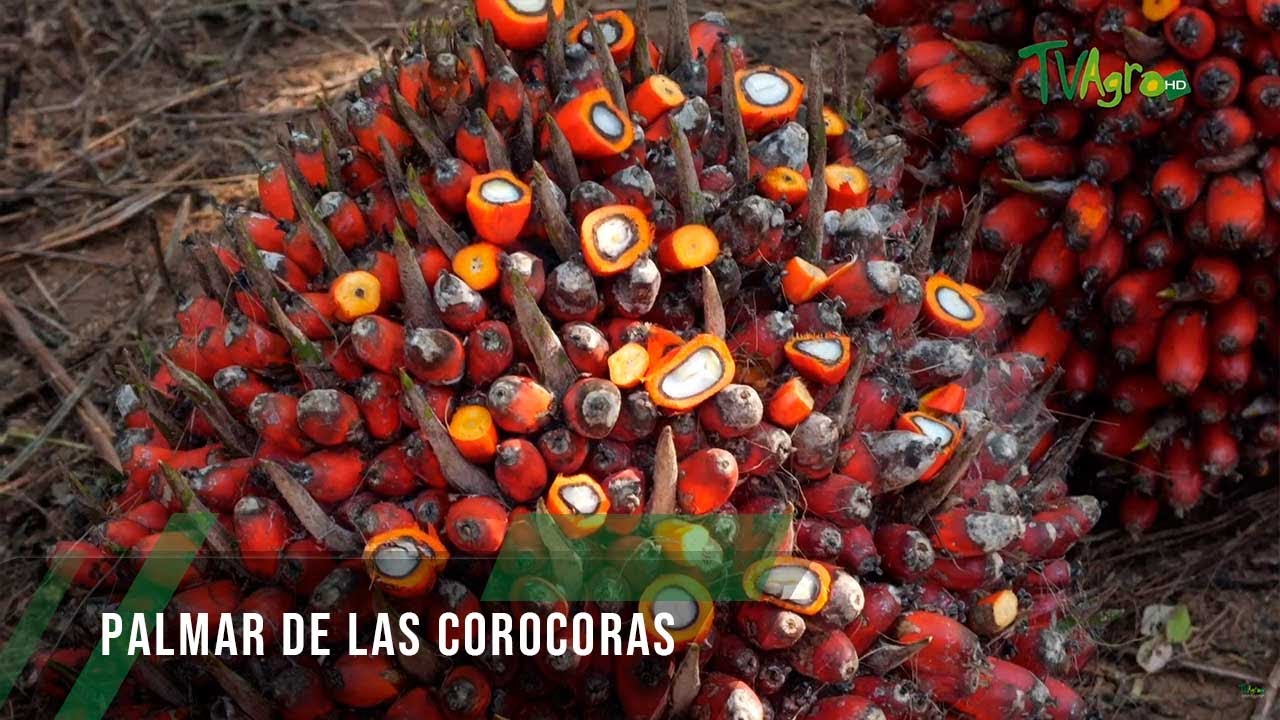 Palmar de las Corocoras - TvAgro por Juan Gonzalo Angel Restrepo - YouTube