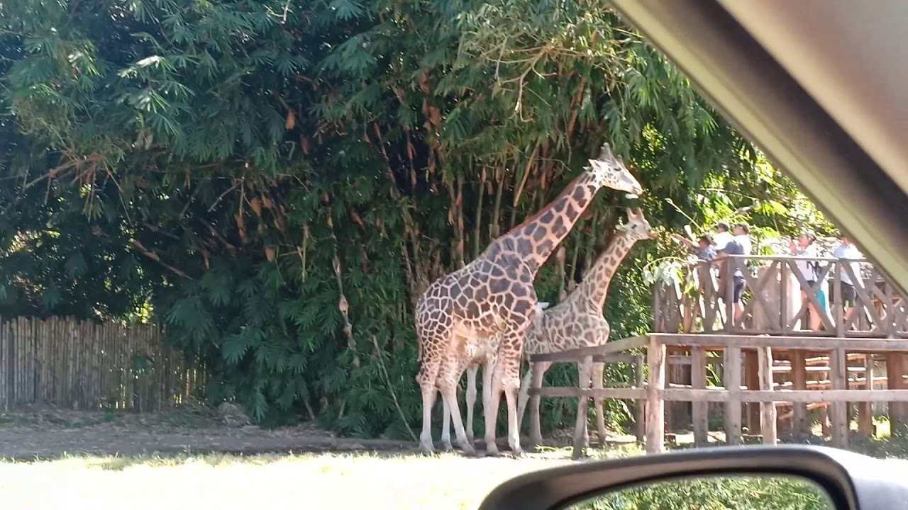 Auto safari chapin, Escuintla, Guatemala, Part 2 - YouTube