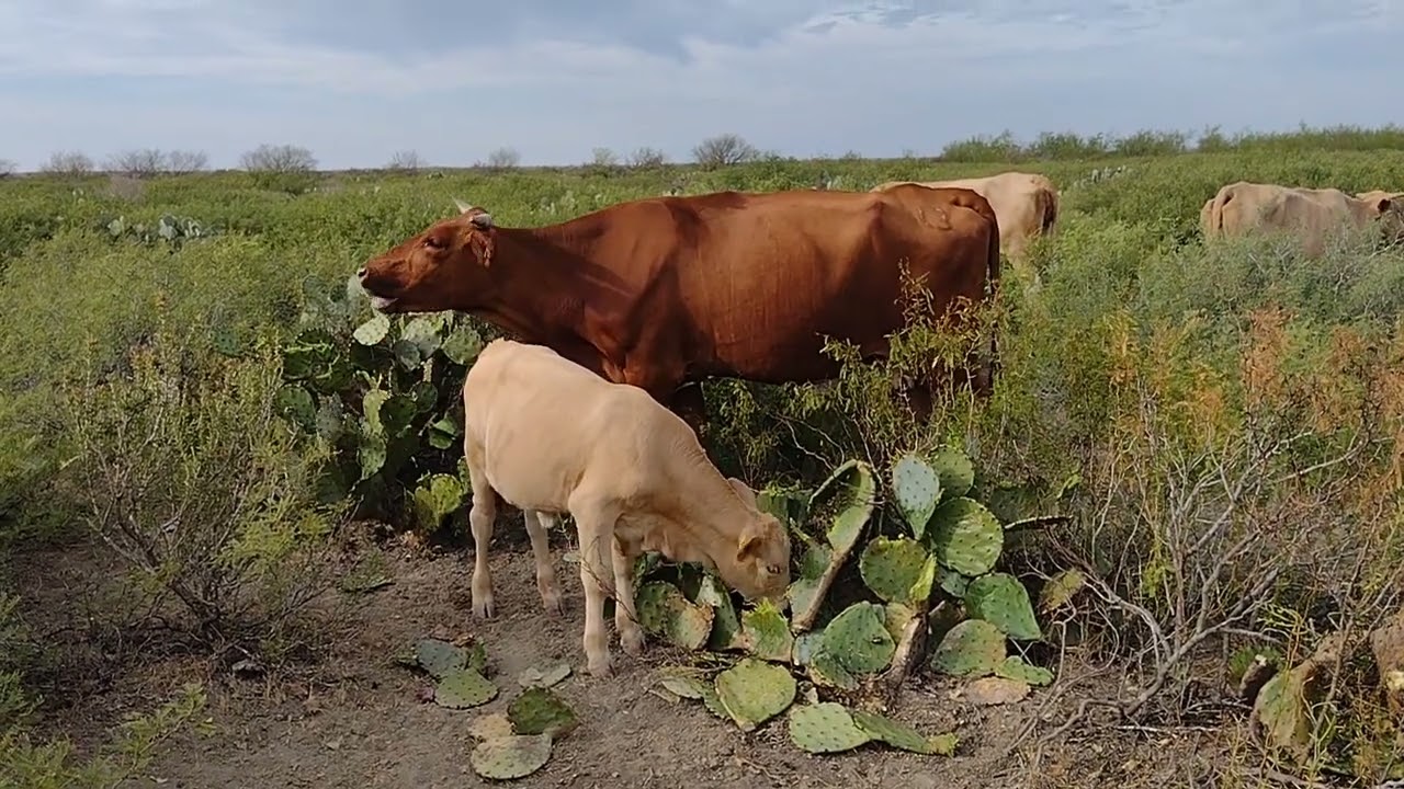 El chamusco,otra alternativa para enfrentar la sequía en China NL ...