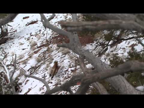 Mt. Lion Jumping Tree.mov